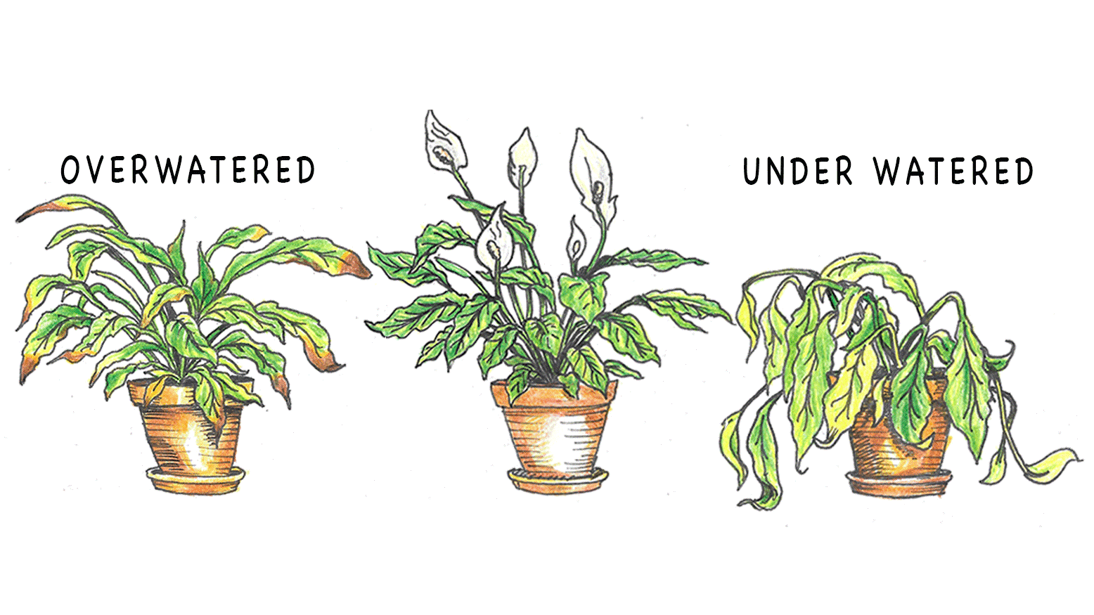 Yellowing Plants? Here’s What You Need To Know! | Union Coop